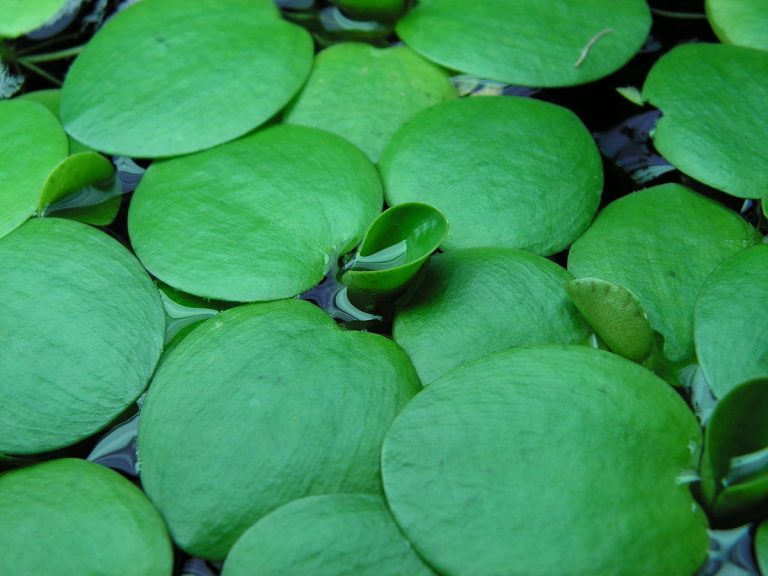 AMAZON FROGBIT (Limnobium laevigatum) | StickPets